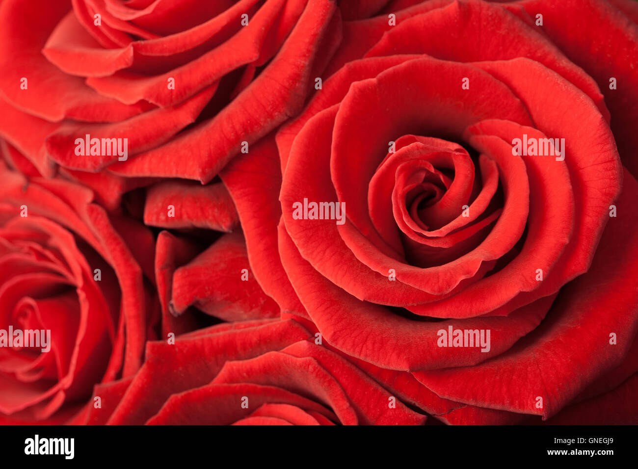 beautiful red roses background Stock Photo - Alamy