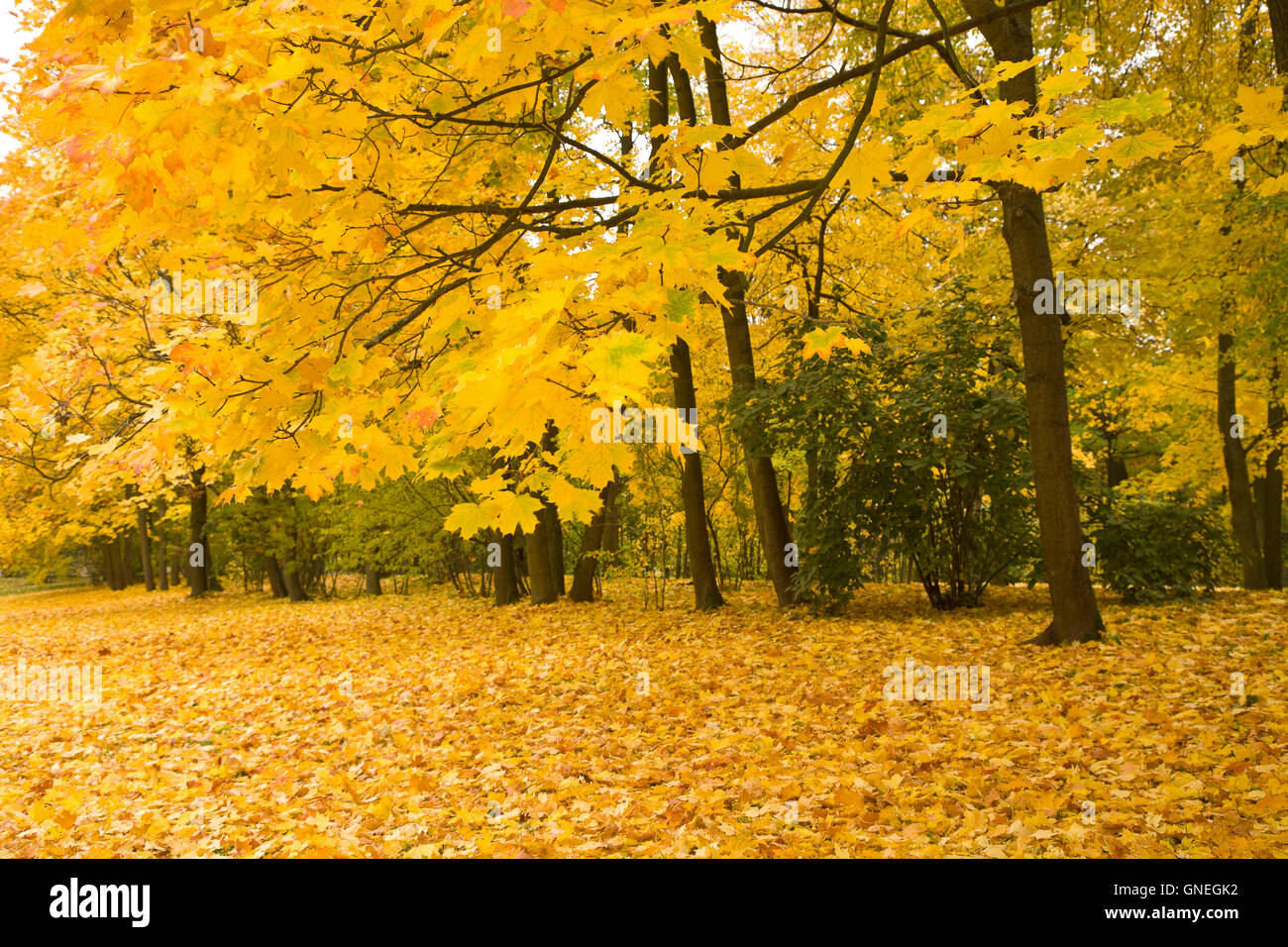 golden maple trees in the park Stock Photo - Alamy