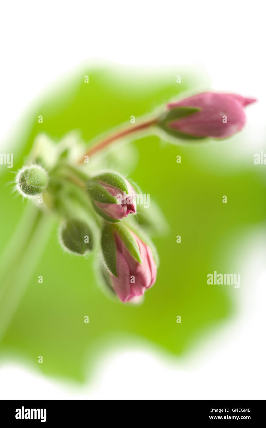 young buds of geranium flower isolated Stock Photo - Alamy