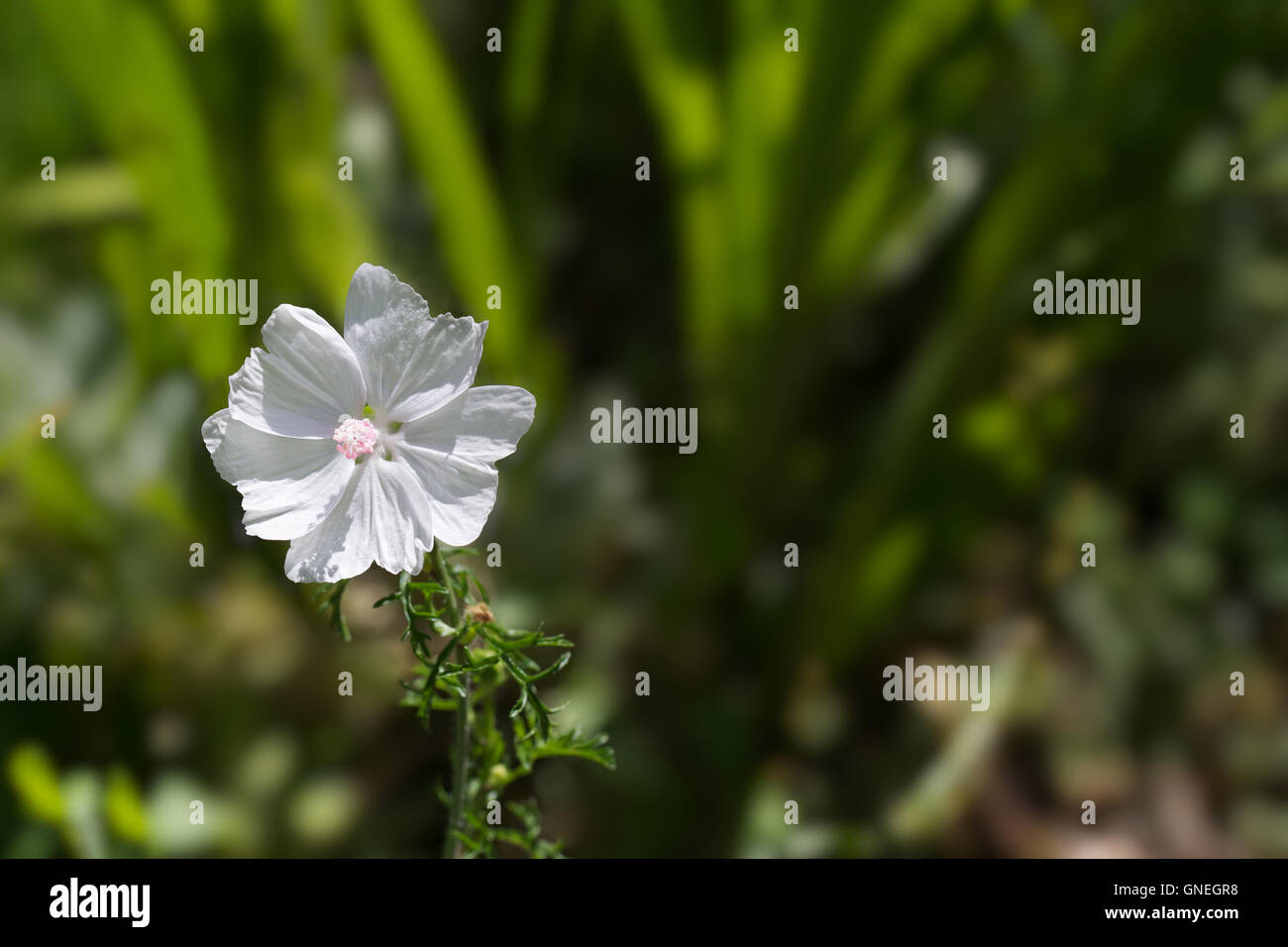 Musk mallows hi-res stock photography and images - Alamy
