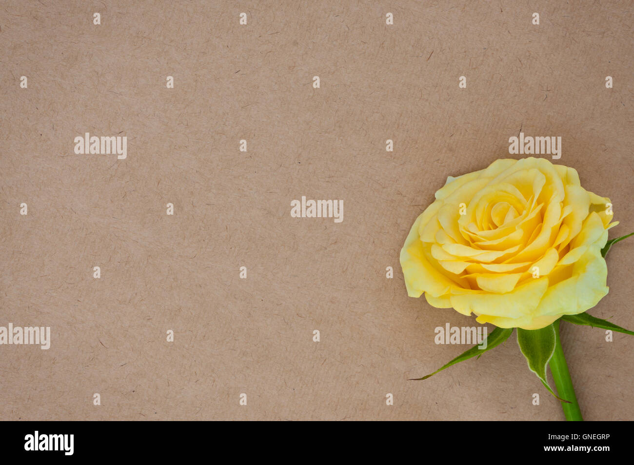 Paper background with rose Stock Photo - Alamy