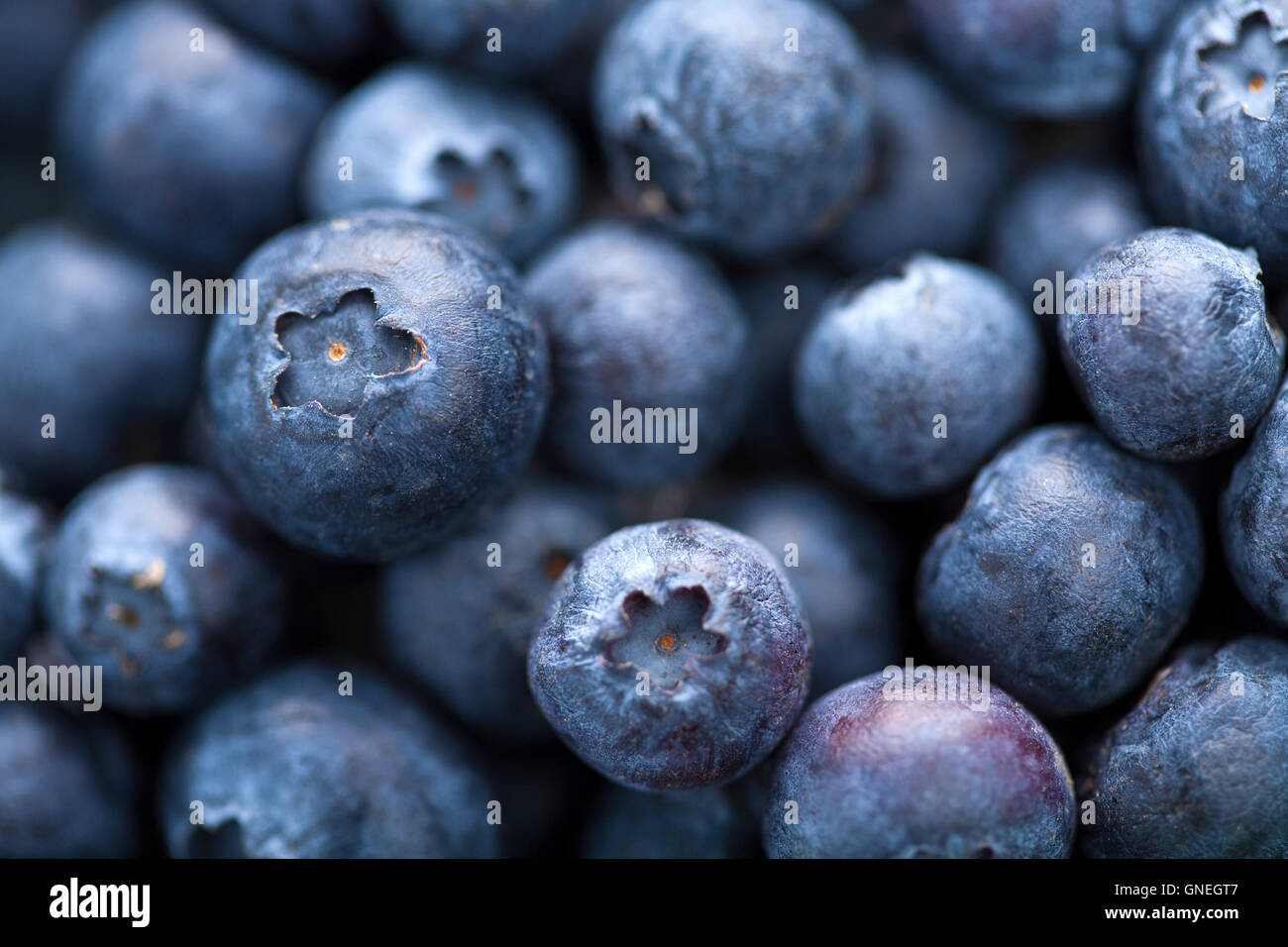fresh blueberry background Stock Photo - Alamy