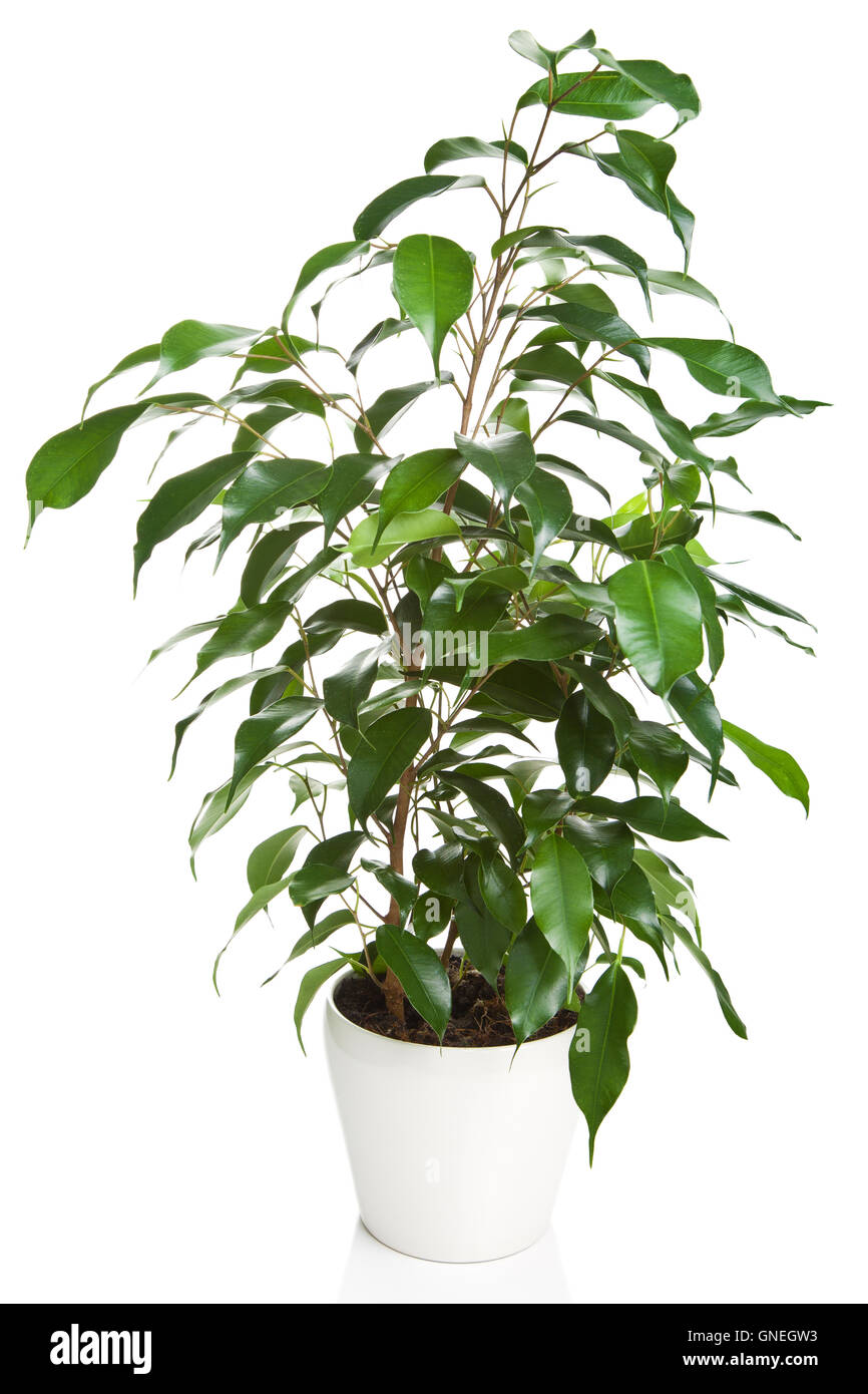 Ficus benjamina leaf hi-res stock photography and images - Alamy