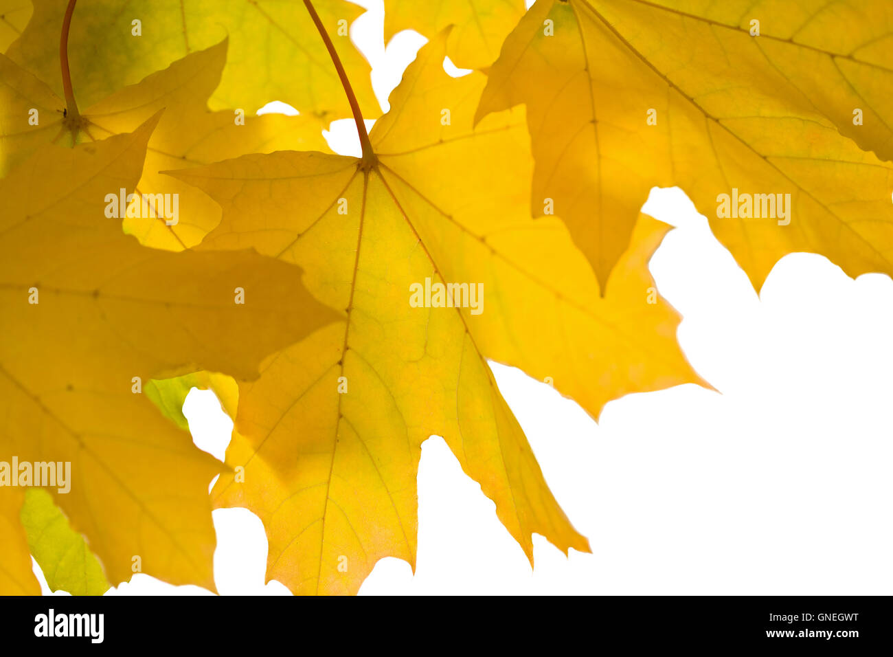 beautiful autumn leaves isolated Stock Photo - Alamy