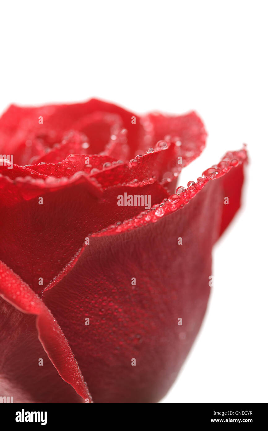 beatiful red rose with water drops isolated Stock Photo - Alamy