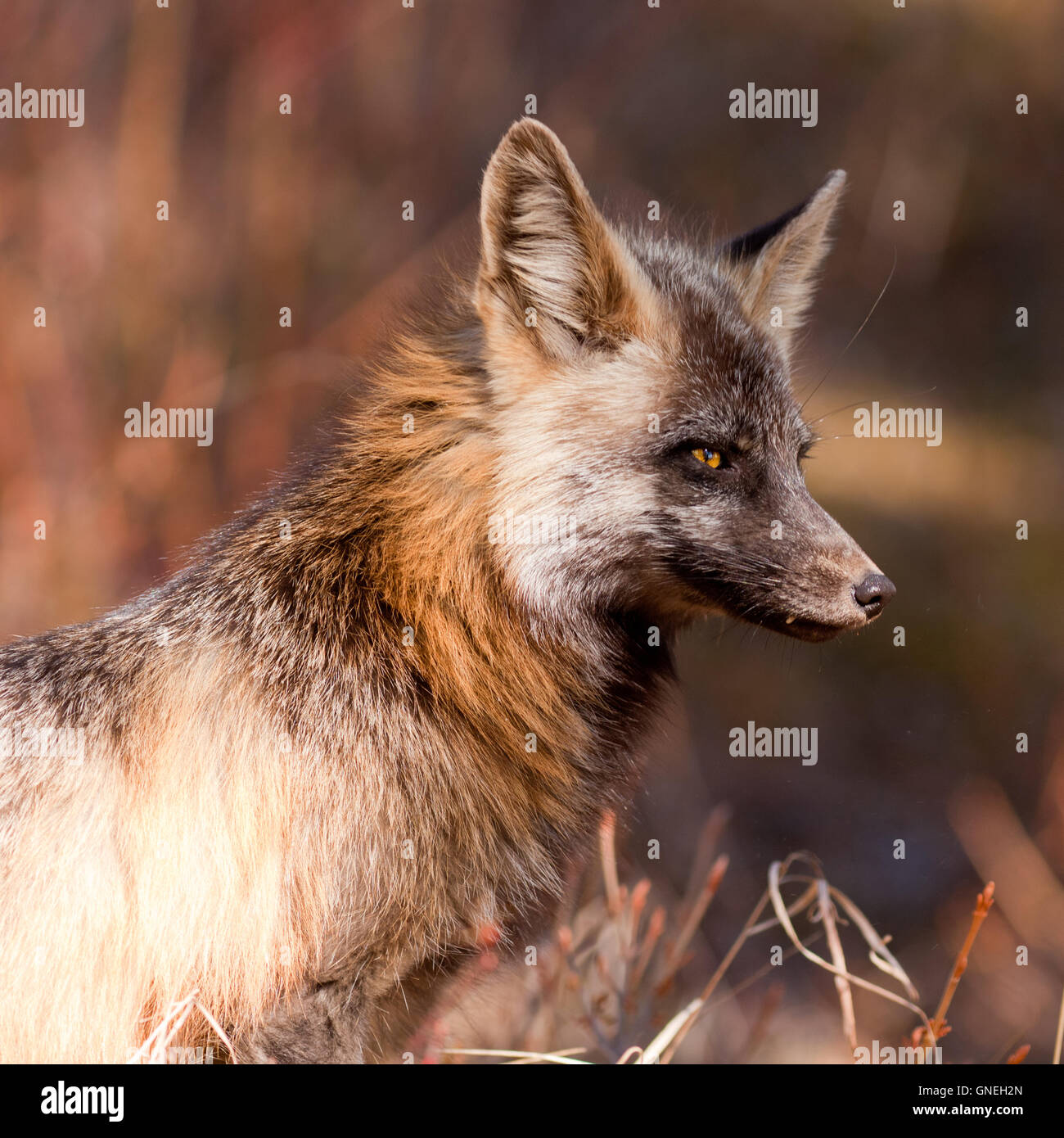 Alert animal hi-res stock photography and images - Alamy