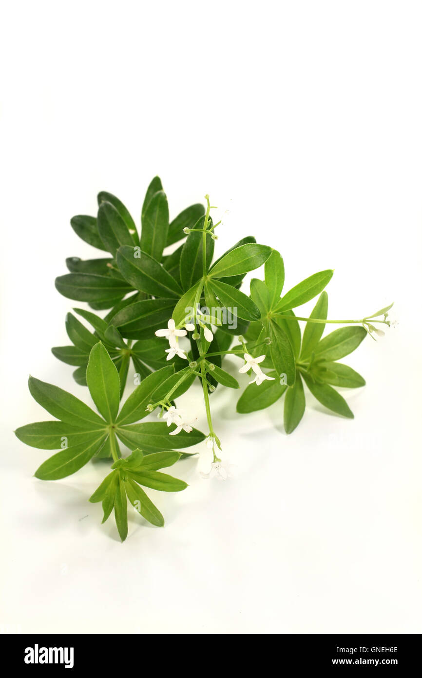 Woodruff flavor hi-res stock photography and images - Alamy