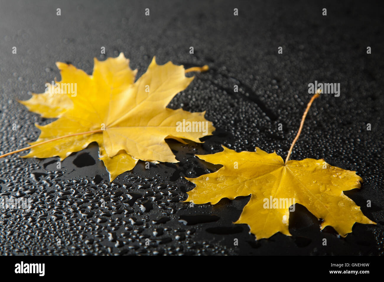 autumn leaves over black Stock Photo - Alamy