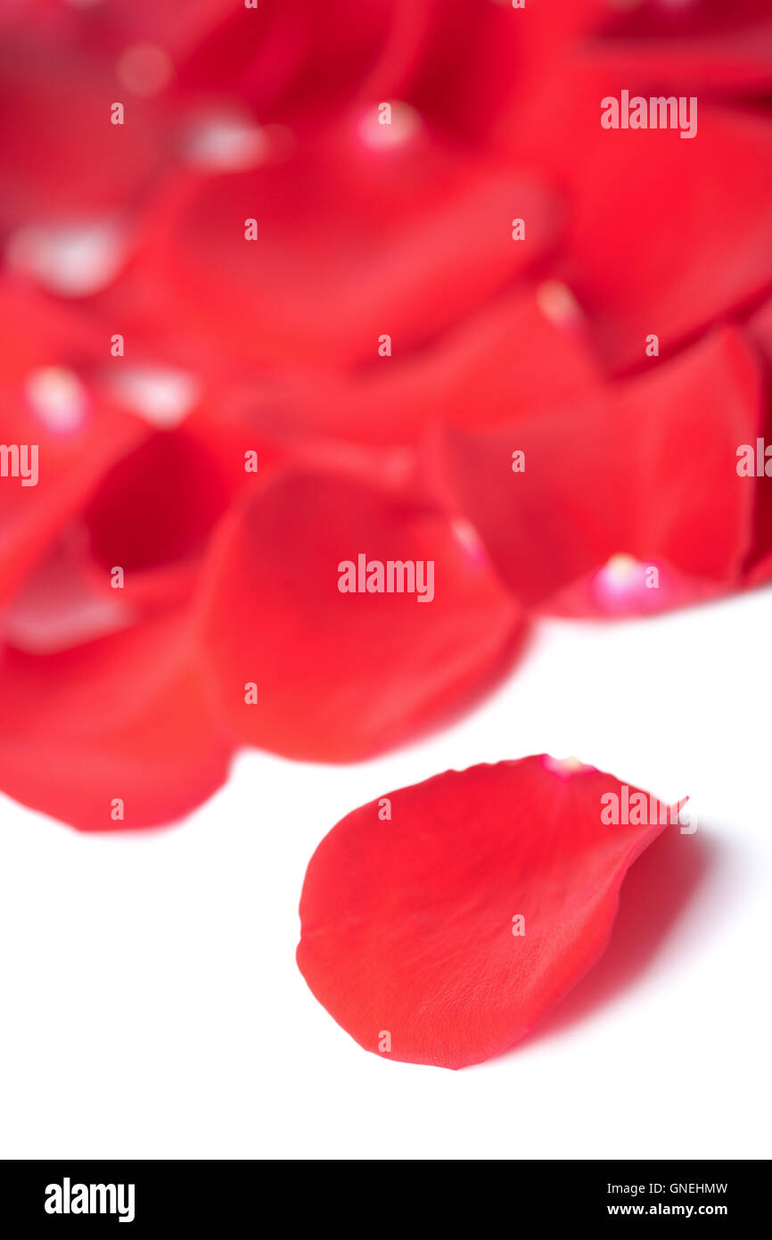 red rose petals isolated Stock Photo - Alamy
