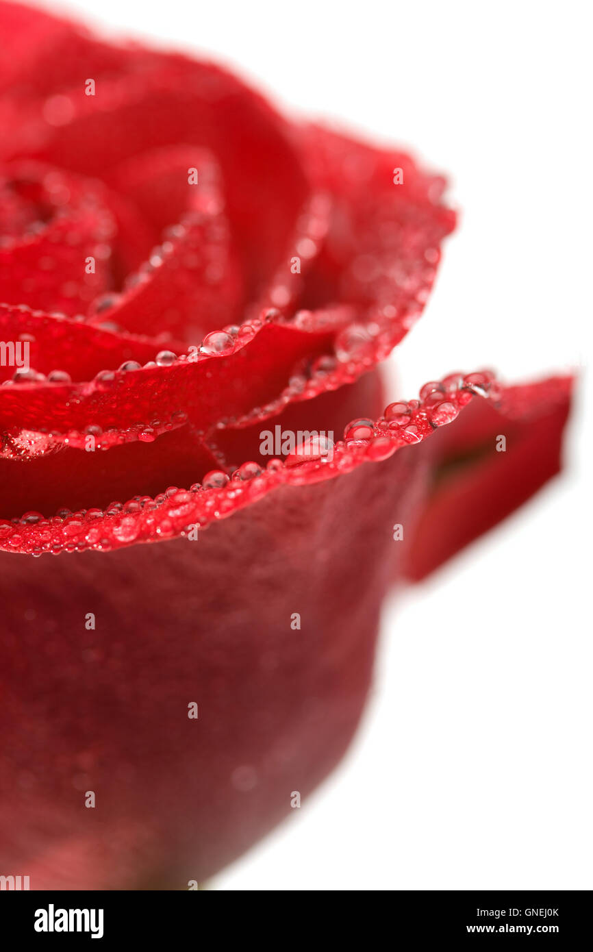 wet rose isolated Stock Photo - Alamy
