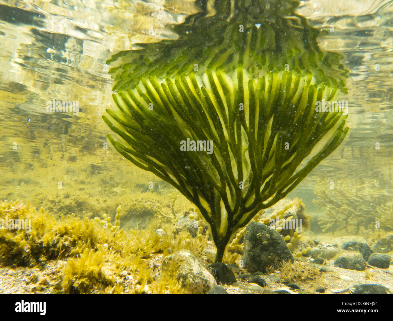Attached algae hi-res stock photography and images - Alamy