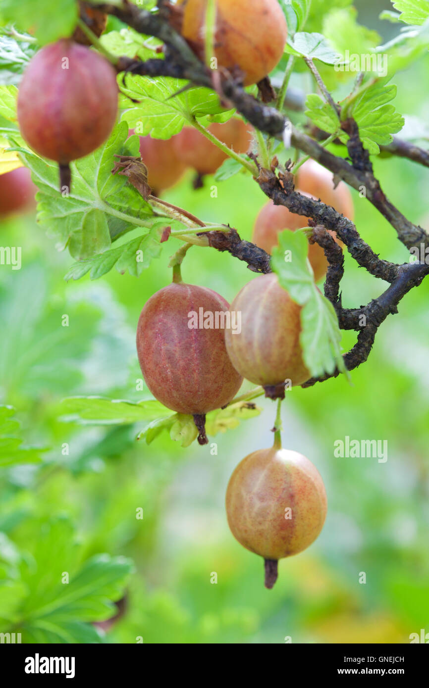 Eatberry flavor hi-res stock photography and images - Alamy