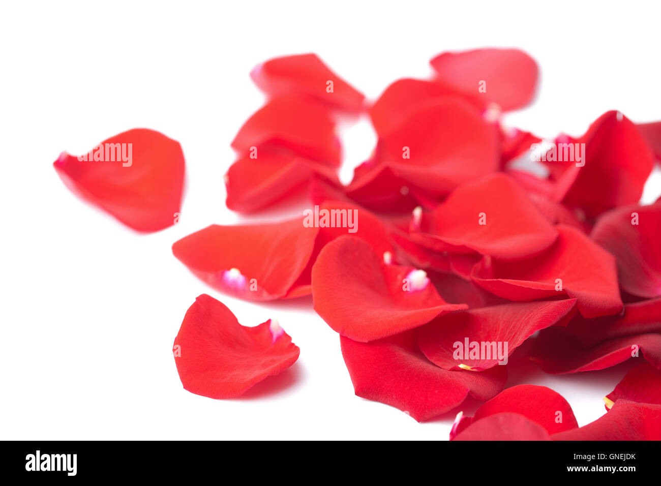 red rose petals isolated Stock Photo - Alamy