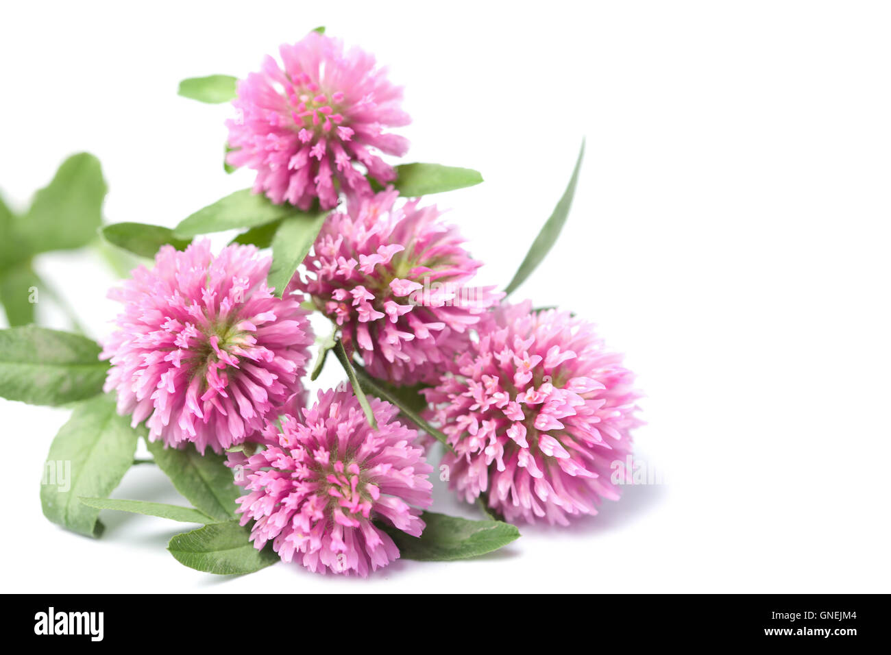 pink clover flowers isolated Stock Photo - Alamy