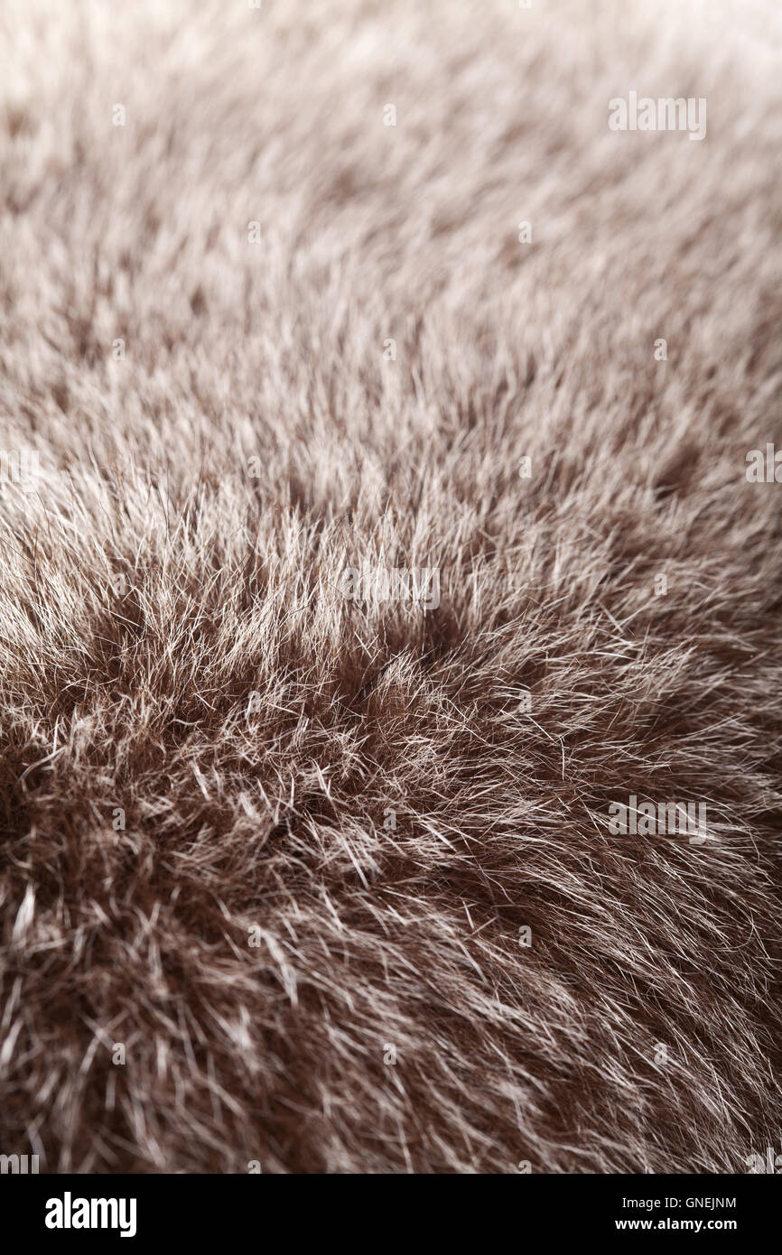 abstract fur background Stock Photo - Alamy
