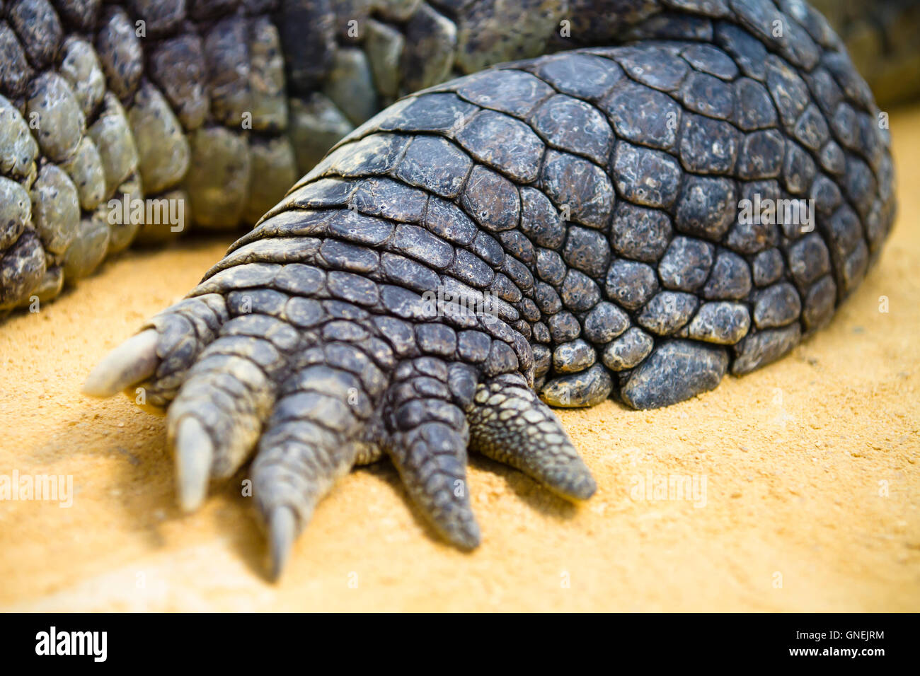 crocodile resting with claw details Stock Photo - Alamy