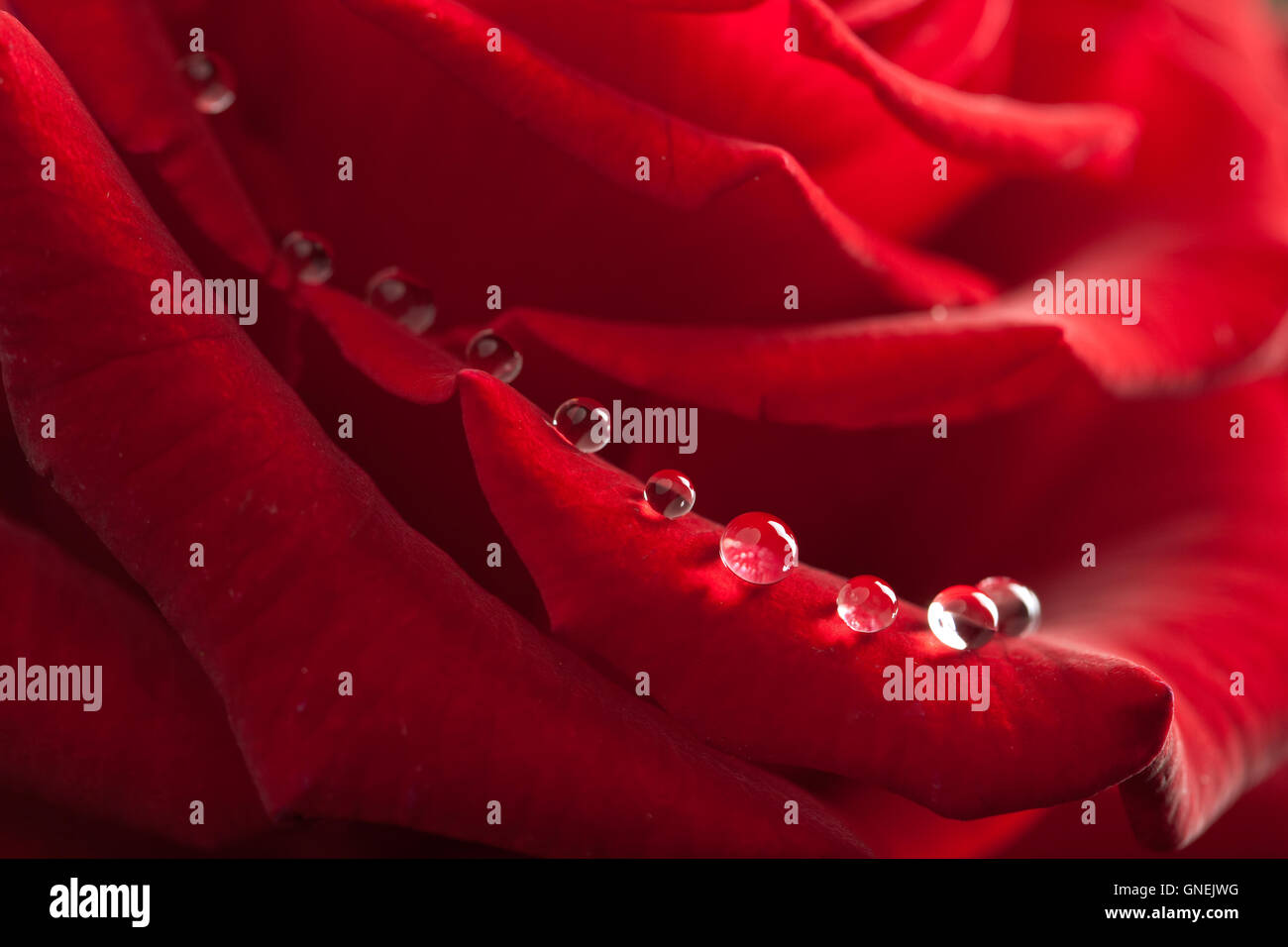 red rose with water drops Stock Photo - Alamy