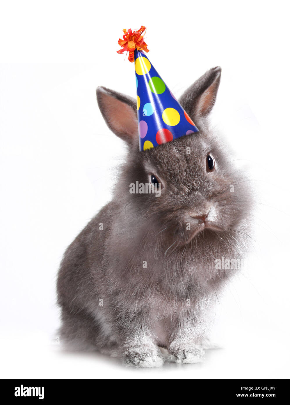 Angry and rabbit hi-res stock photography and images - Alamy