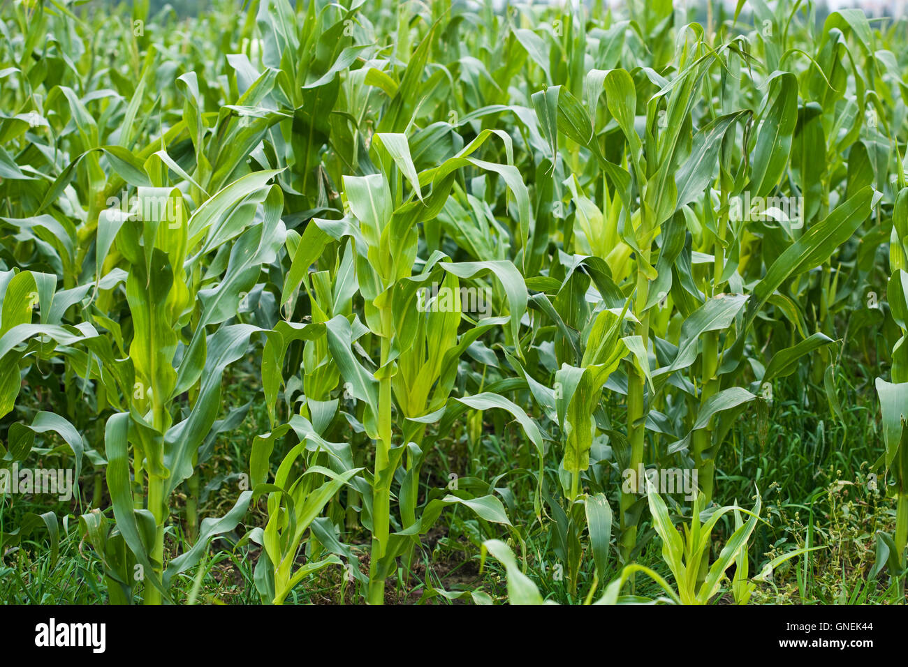 field of maize Stock Photo - Alamy
