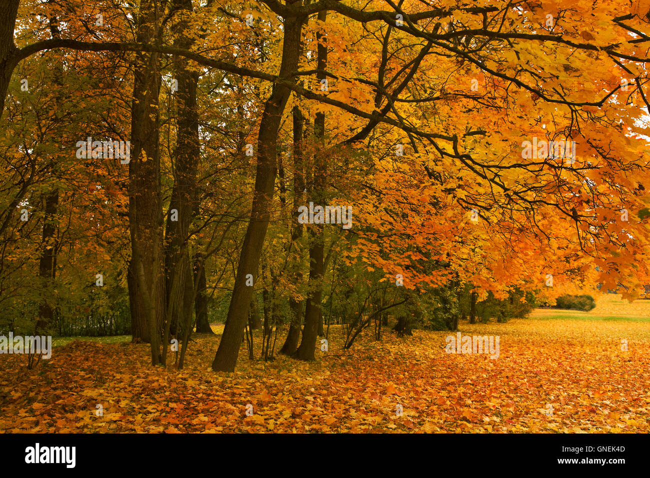 golden maple trees in the park Stock Photo - Alamy
