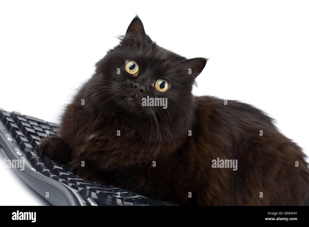 cute black cat over keyboard isolated Stock Photo - Alamy