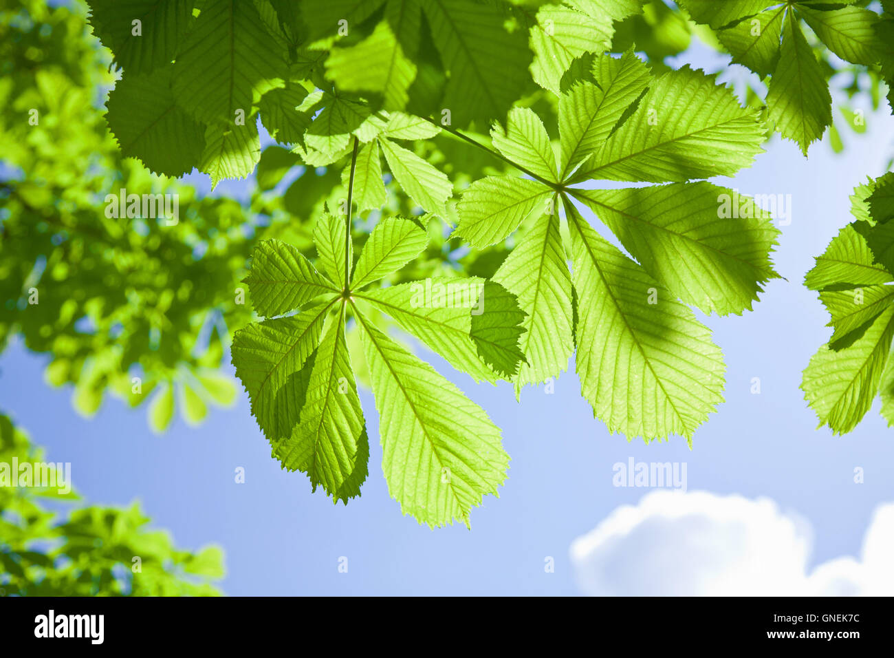 chestnut tree leaves Stock Photo - Alamy