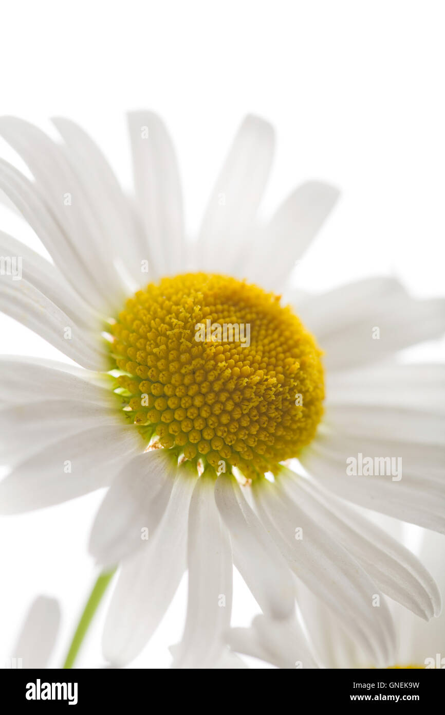beautiful camomole flower isolated Stock Photo - Alamy
