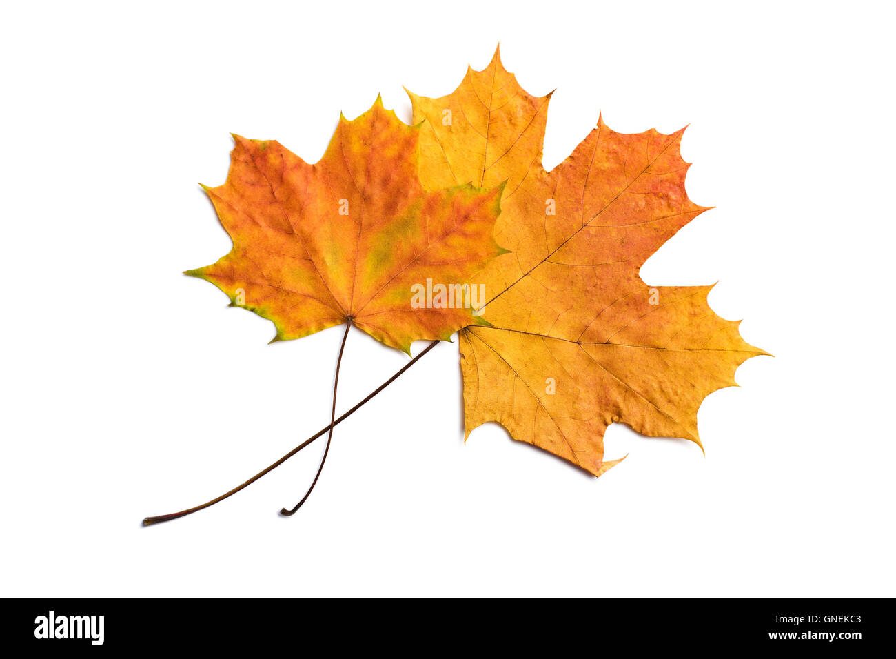 two dry autumn leaves isolated Stock Photo - Alamy