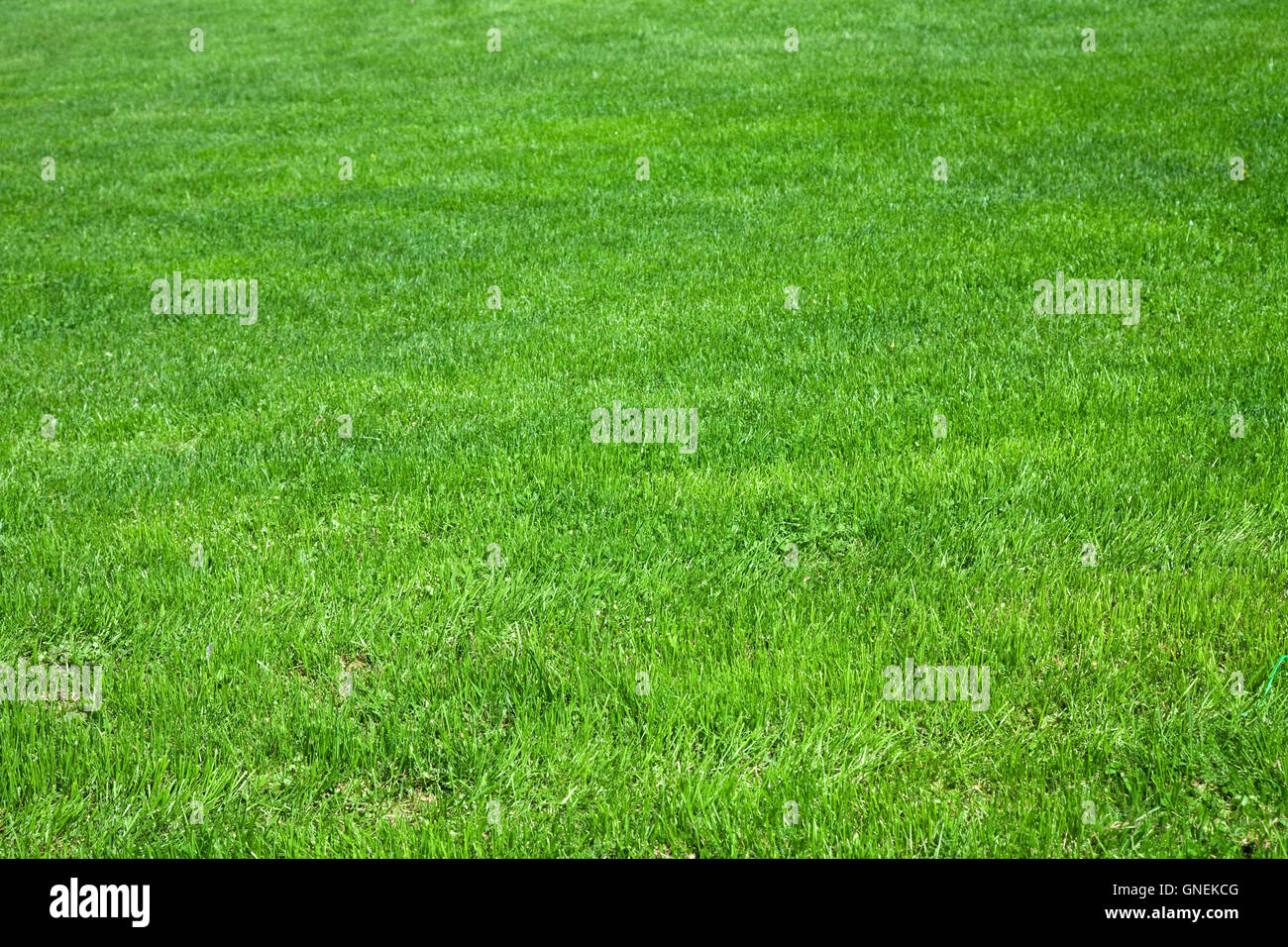 green grass background Stock Photo - Alamy
