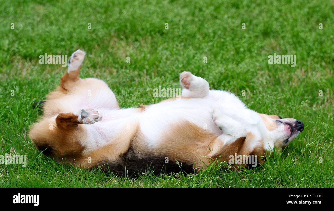 Rolling dog hi-res stock photography and images - Alamy