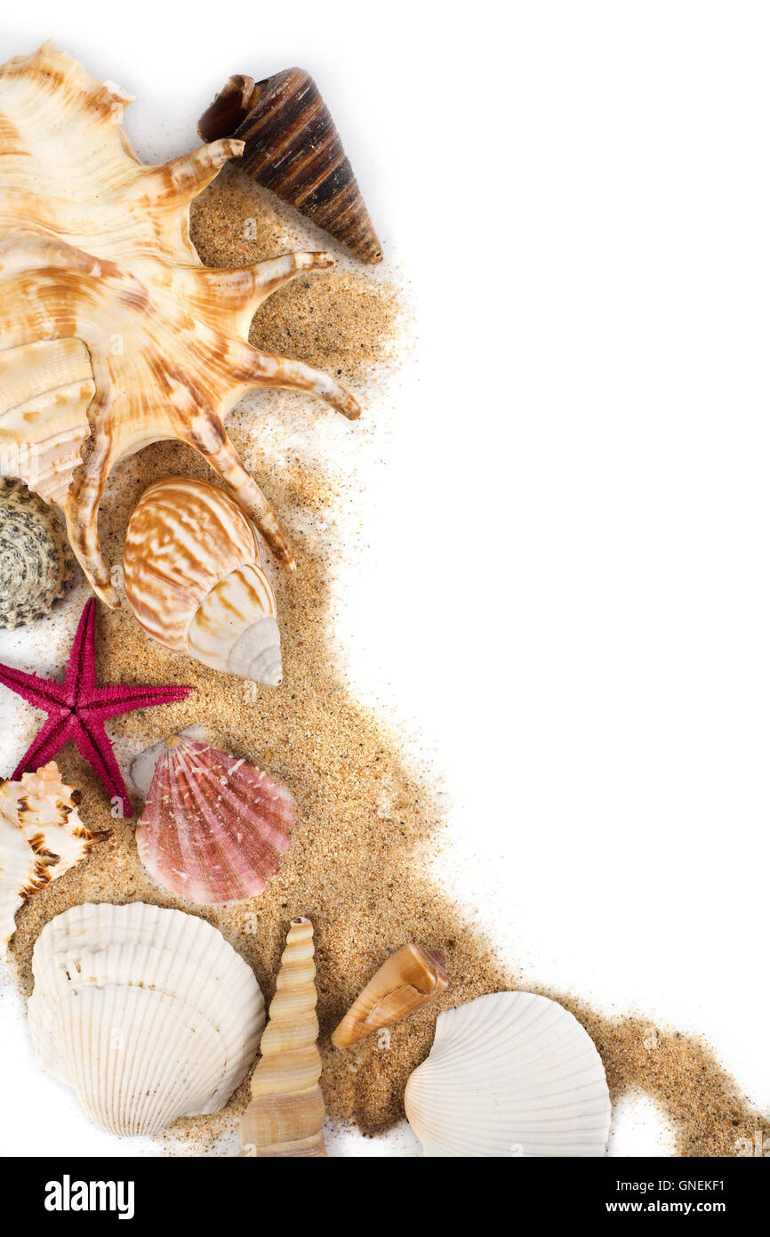 sea shells in sand isolated Stock Photo - Alamy