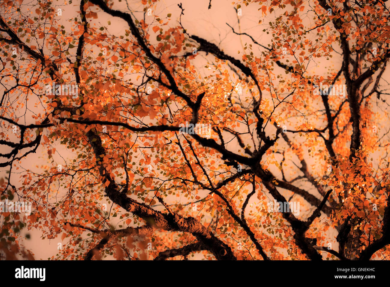 beautiful autumn tree Stock Photo - Alamy