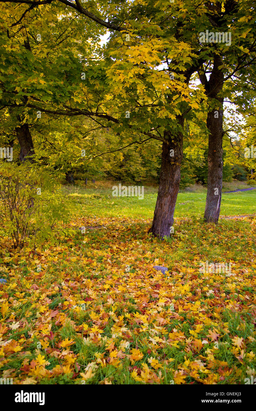 autumn maple trees in the park Stock Photo - Alamy