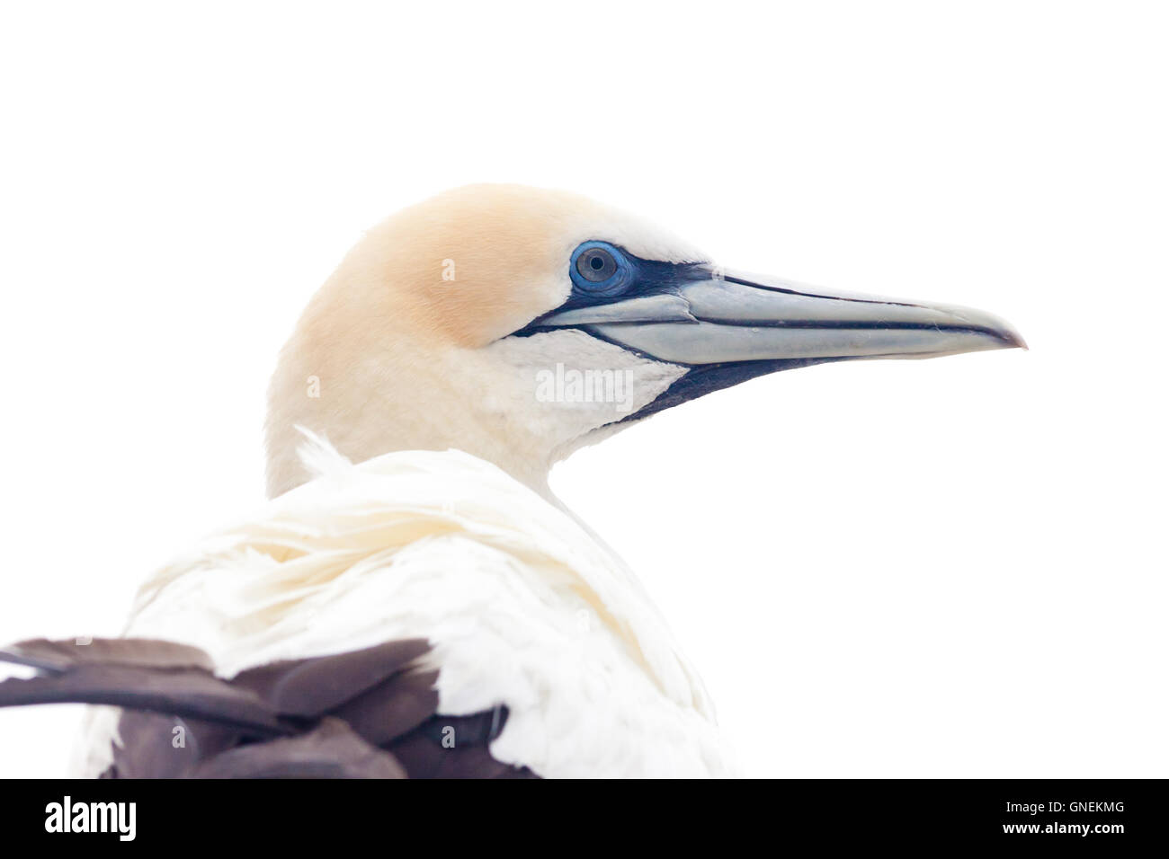 Portrait head-shot of gannet isolated on white Stock Photo - Alamy