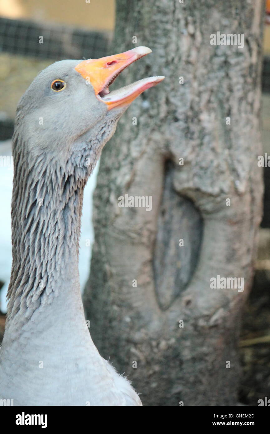 Goose beak open Stock Photo - Alamy