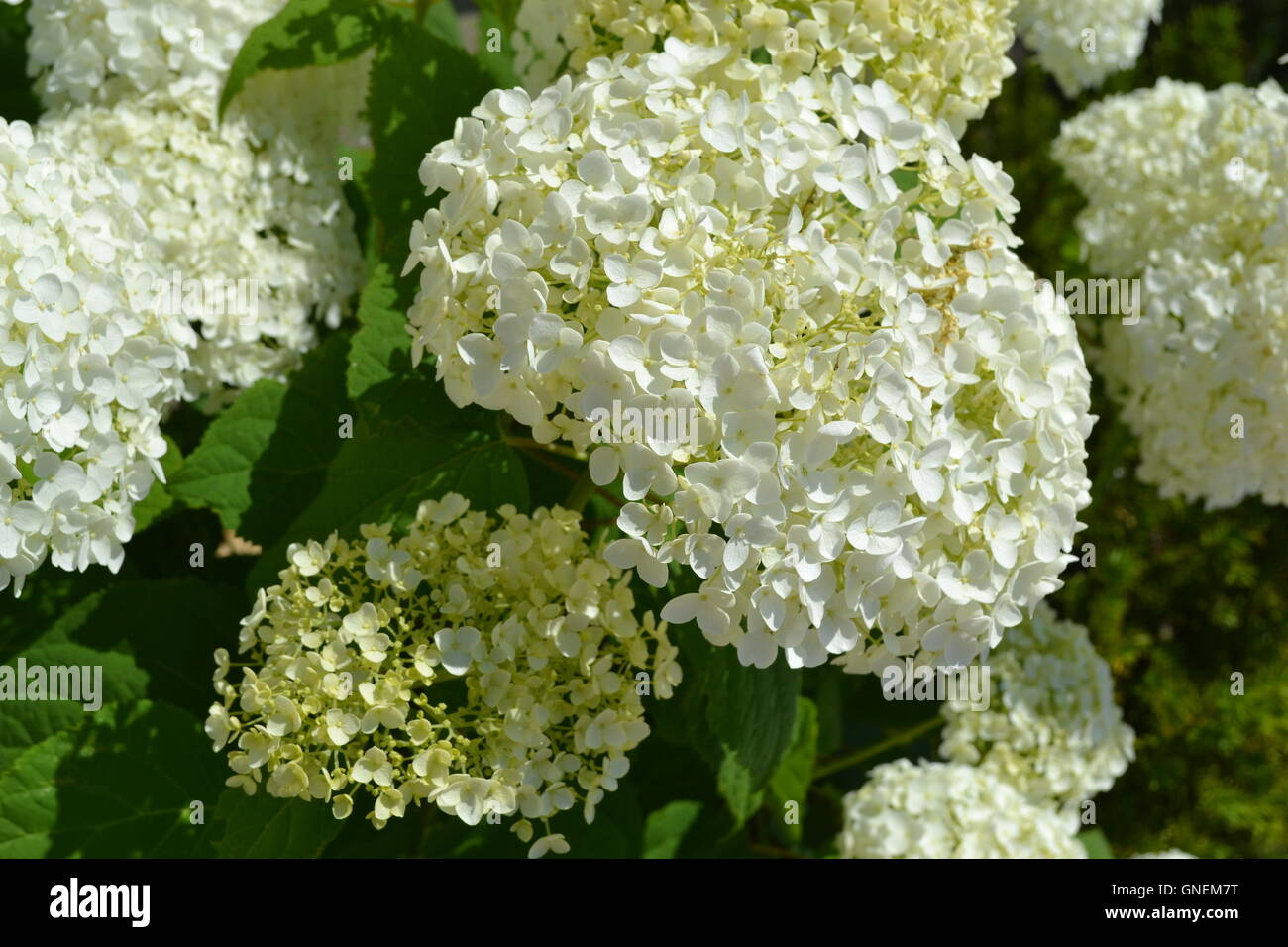 Magic of Nature Stock Photo - Alamy