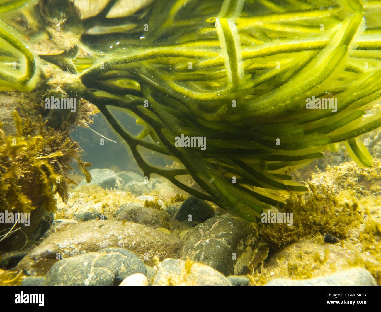 Attached algae hi-res stock photography and images - Alamy