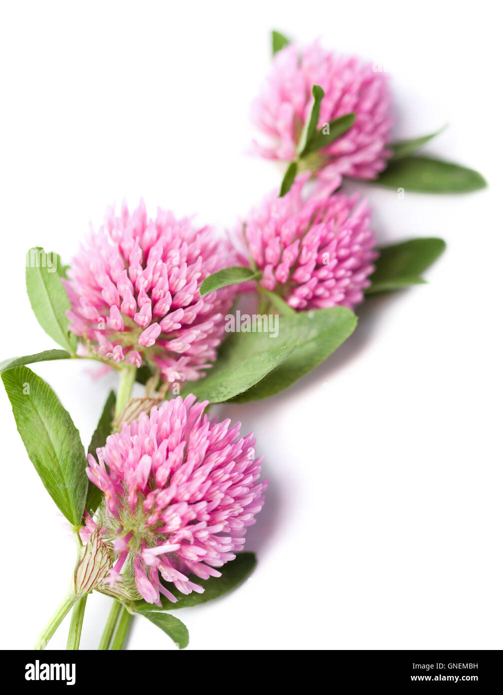 clover flowers isolated Stock Photo - Alamy