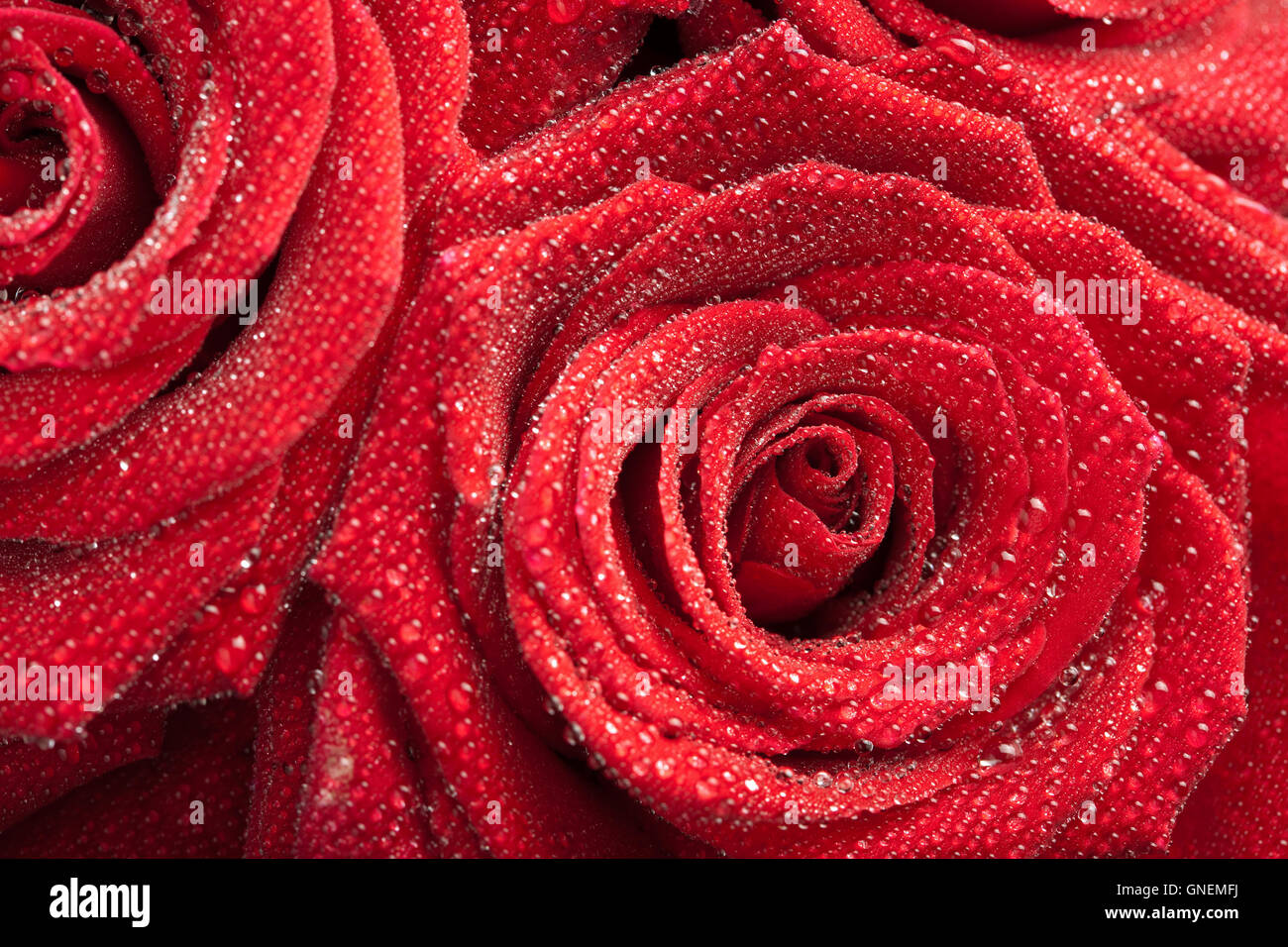 red roses with water drops Stock Photo - Alamy