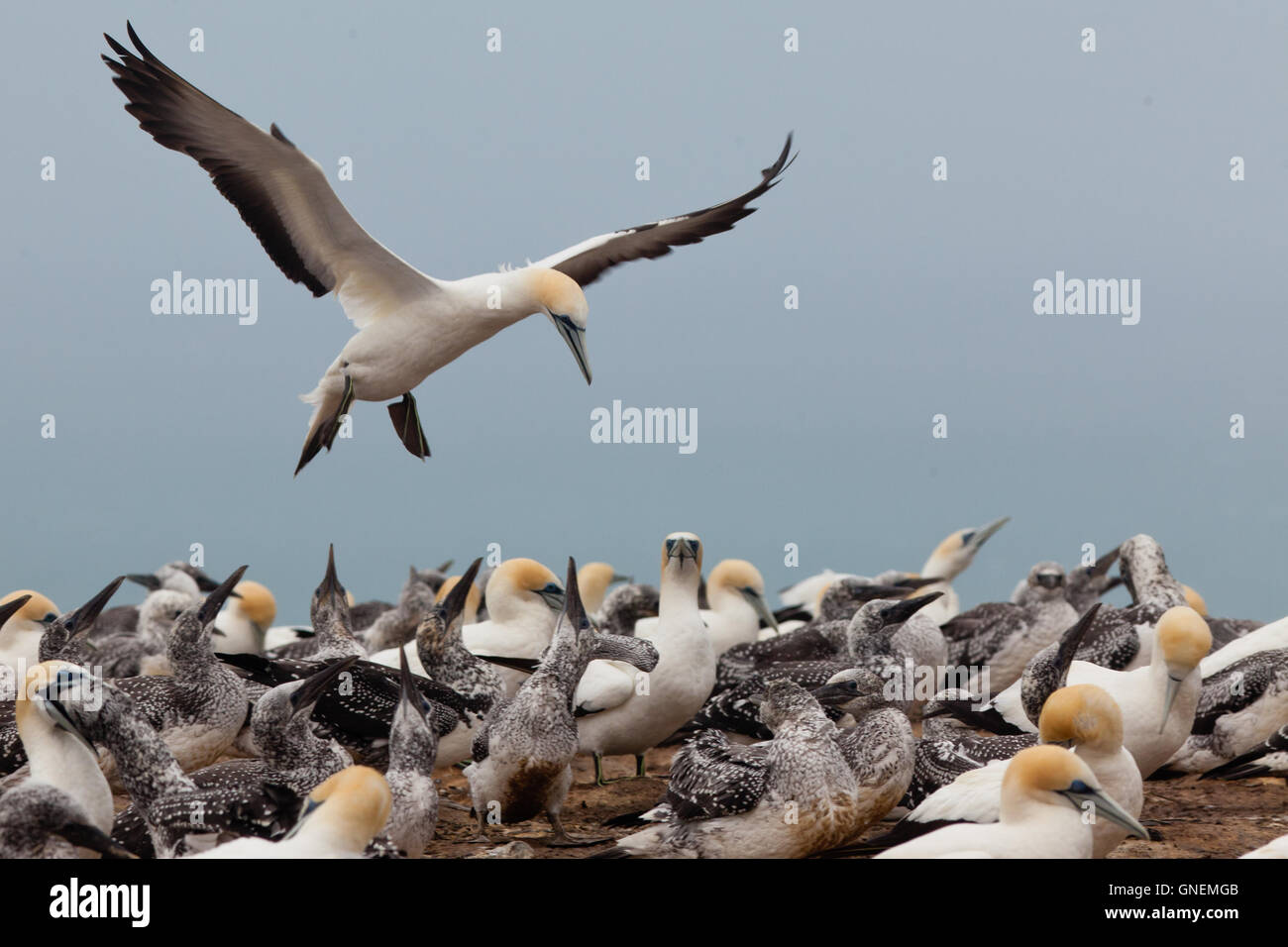 Australasian gannet with young hi-res stock photography and images - Alamy