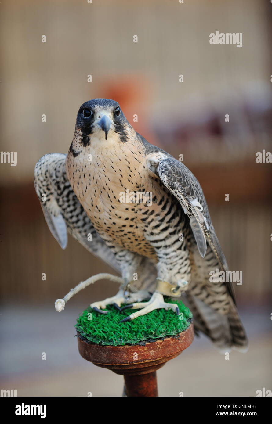 arab falcon bird Stock Photo - Alamy