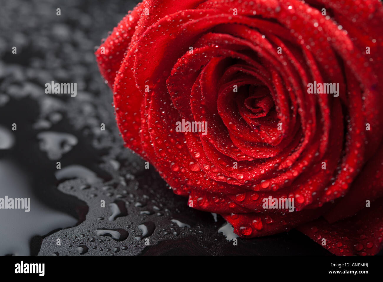 beautiful red rose with water droplets over black background Stock ...