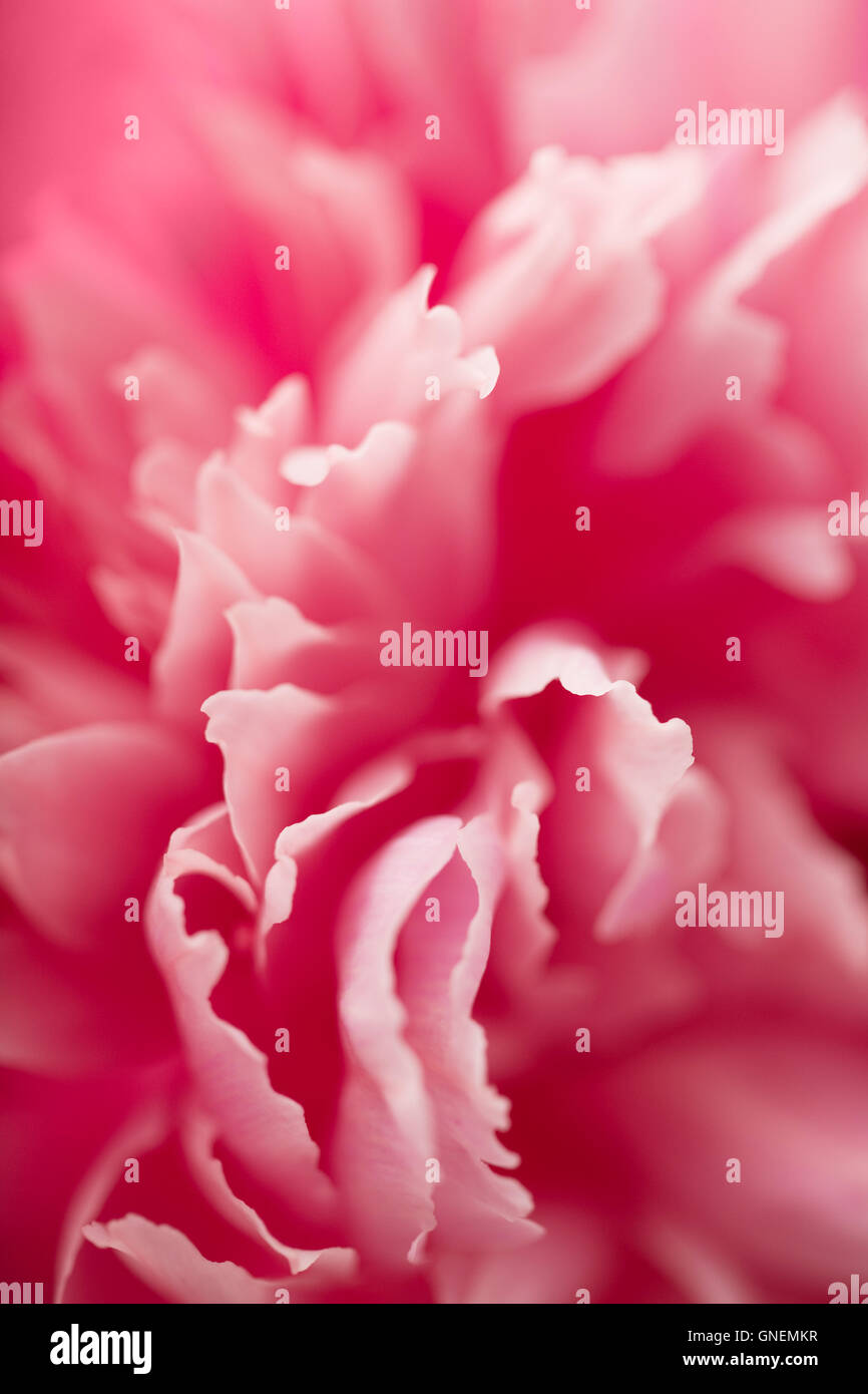 macro of carnation flower Stock Photo - Alamy