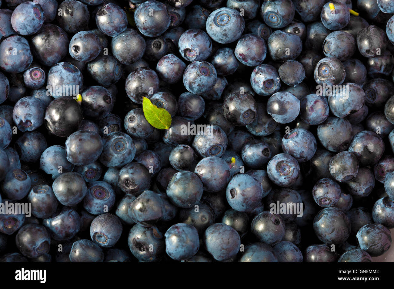 fresh blueberries background Stock Photo - Alamy