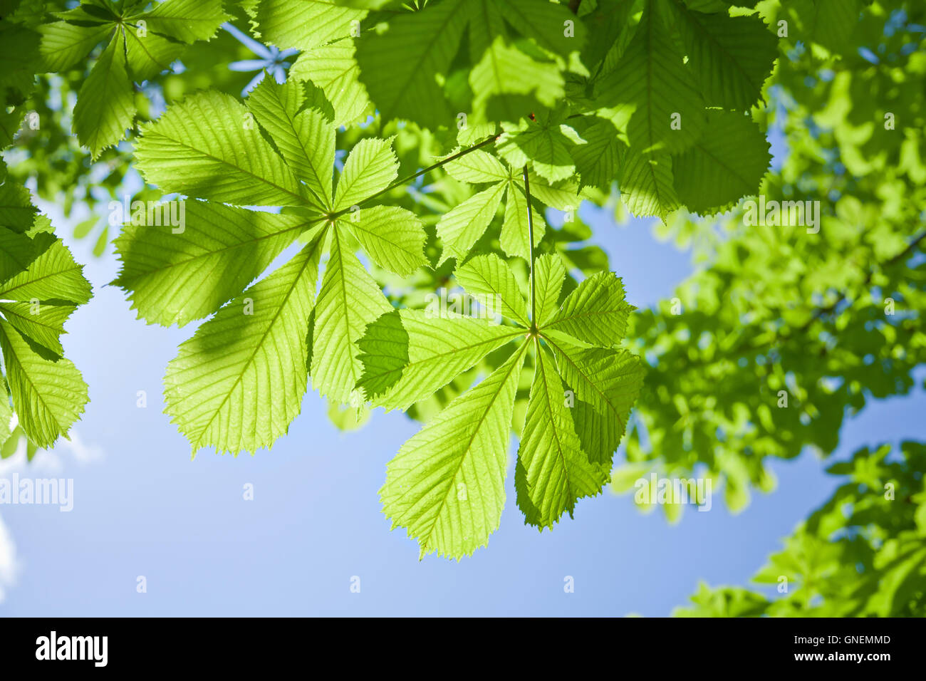 chestnut tree leaves Stock Photo - Alamy