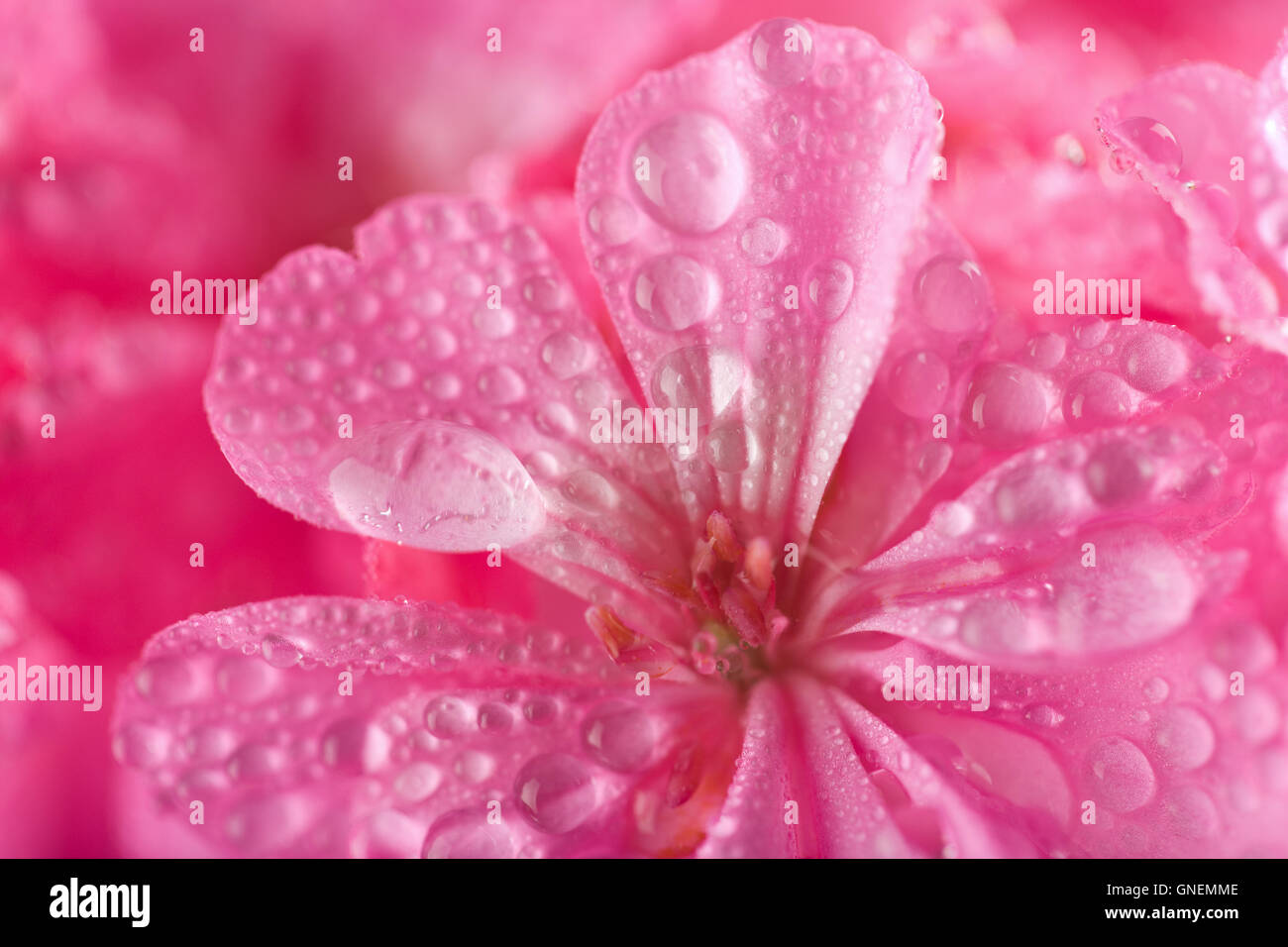 macro of pink geranium flowers with water droplets Stock Photo - Alamy