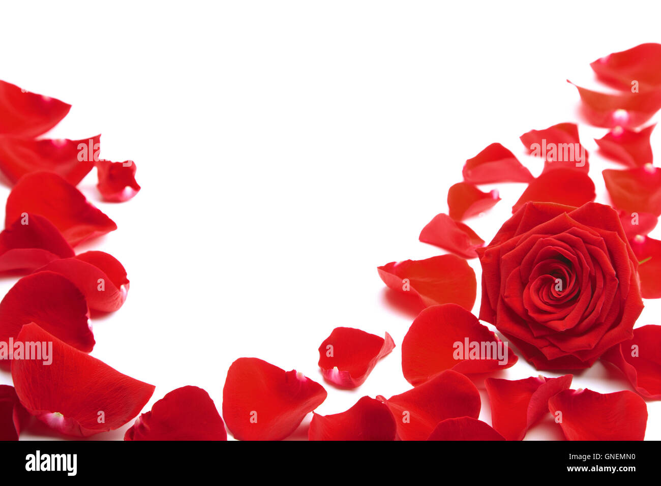 red rose petals isolated Stock Photo - Alamy