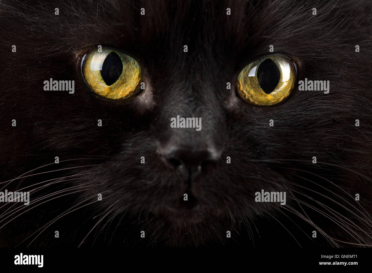 eyes of black cat Stock Photo - Alamy