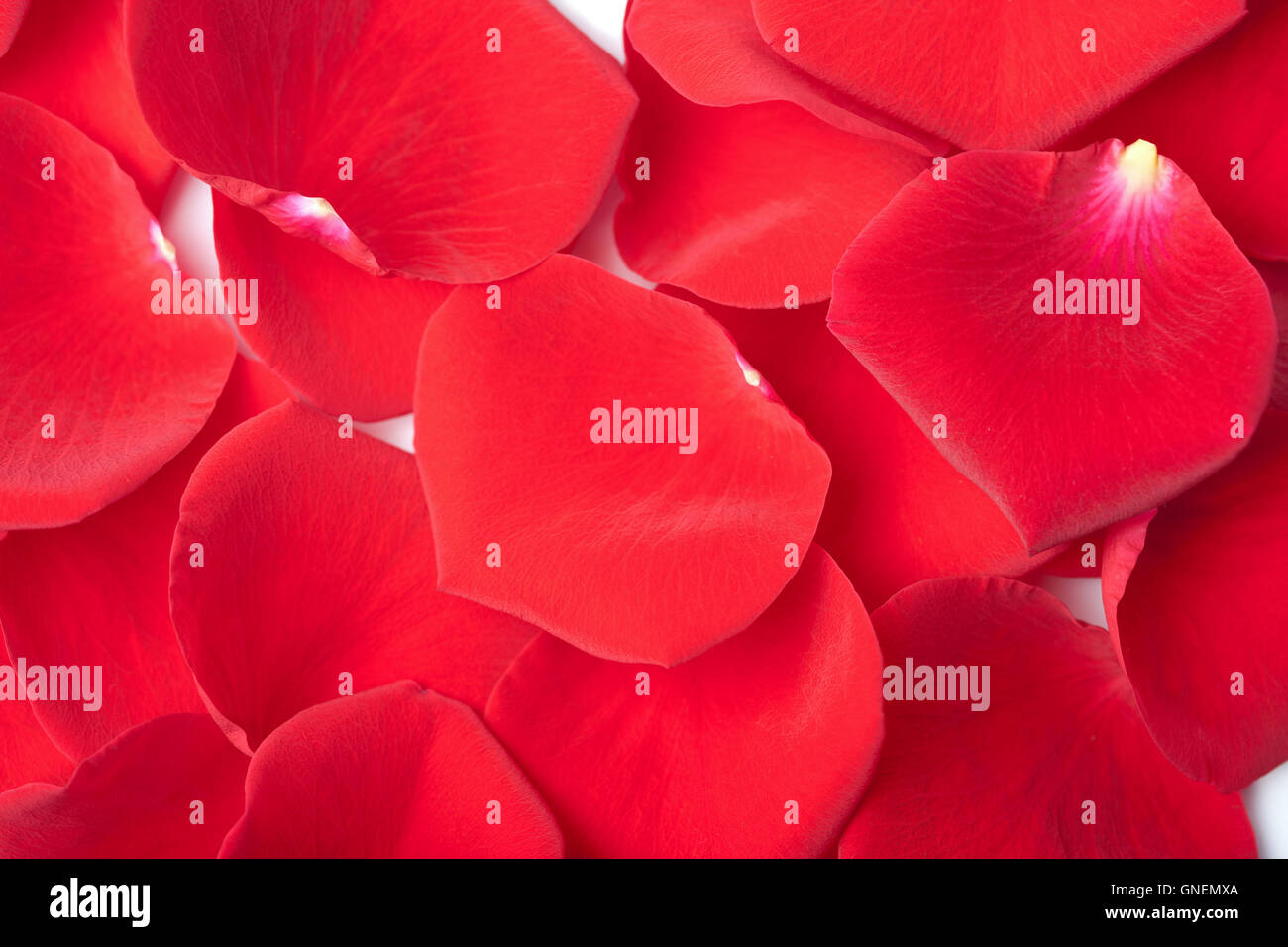 red rose petals background Stock Photo - Alamy