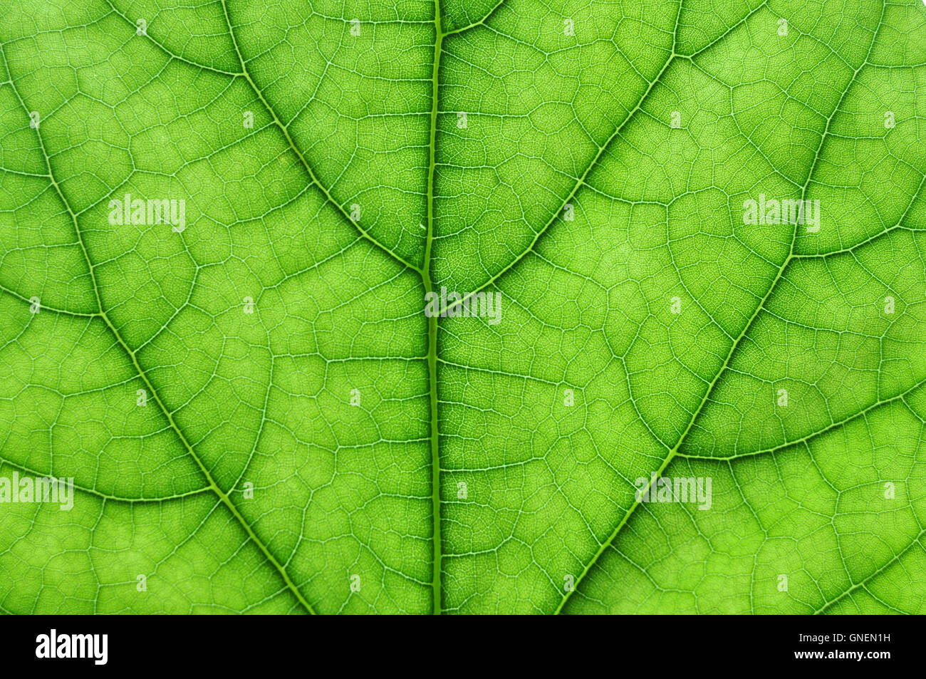 green leaf macro Stock Photo - Alamy